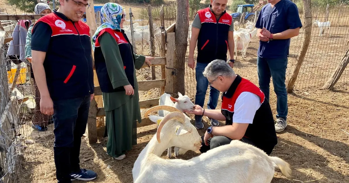 BALYA’DA GENÇ ÜRETİCİ, BAKANLIK DESTEKLİ PROJE İLE KÜÇÜKBAŞ ÜRETİYOR ... BALYA’DA GENÇ ÜRETİCİ, BAKANLIK DESTEKLİ PROJE İLE KÜÇÜKBAŞ ÜRETİYOR ...